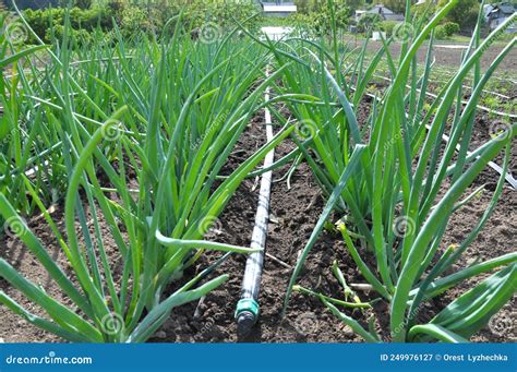 Growing Vegetables Using Drip Irrigation Stock Image Image Of Drip