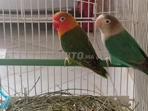 Couple Des Oiseaux Inséparable Guide Des Races Et Espèces Des Animaux