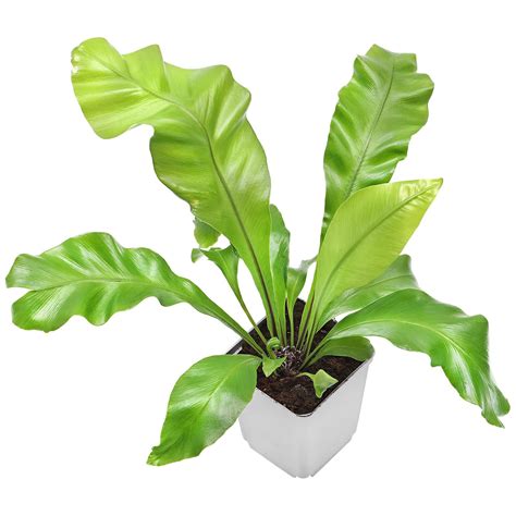 Asplenium Nidus Aquasabi Aquascaping Shop