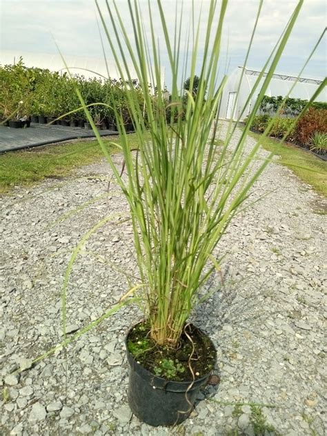 Trawa Pampasowa Eranthius Ravennae