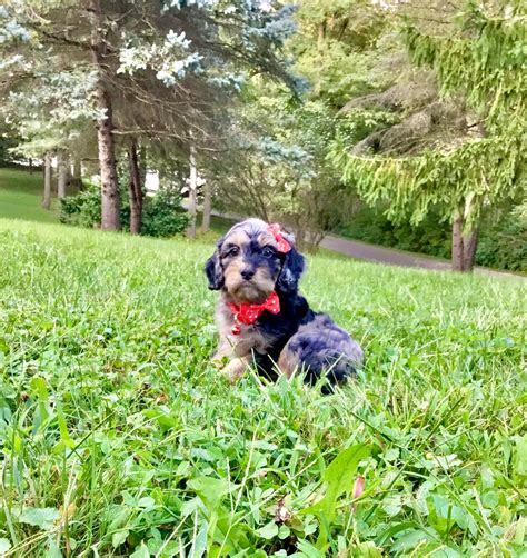 Meet Dash The Gorgeous Blue Merle Cavapoo Male Log Home Puppies Is