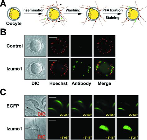 Acrosome Reaction On The Oocyte Zp A Experimental Protocol Download Scientific Diagram