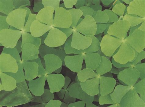 田字草 长江三峡中草药