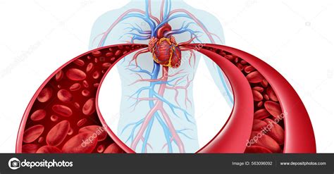 Hipertensión Presión Arterial Alta Como Concepto Diagrama Médico Con
