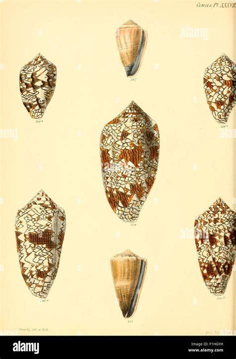 Conchologia Iconica Offers Detailed Illustrations Of Mollusc Shells