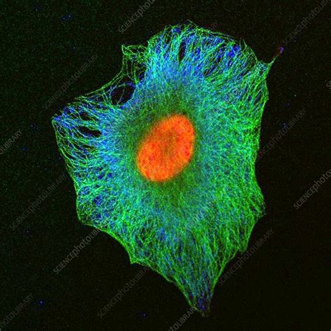 Human Cell Showing Nucleus And Tubulin Light Micrograph Stock Image C056 6602 Science