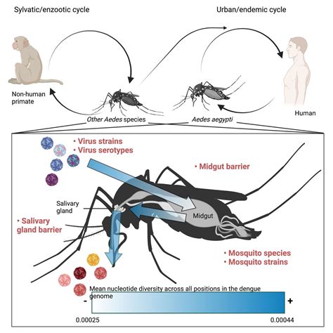 Dengue Virus Life Cycle