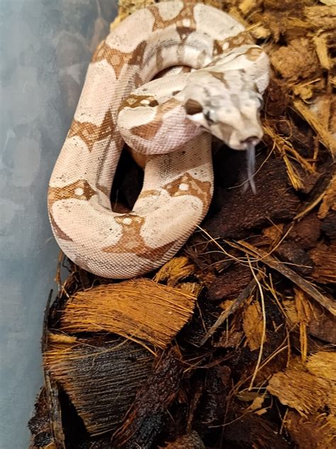 Boa Babies From March 2nd 2025 Boas Morphmarket Reptile Community