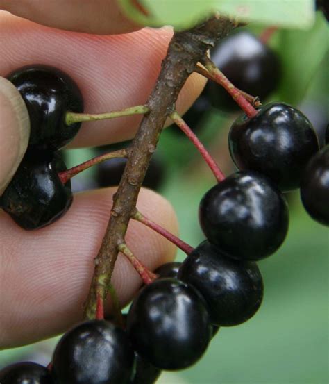Chokecherry Trees Identification