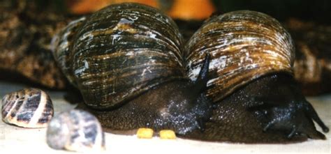 Achatina Marginata The West African Spiecies