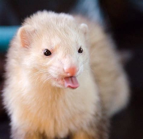 Reddit Meet Flea Scrolller