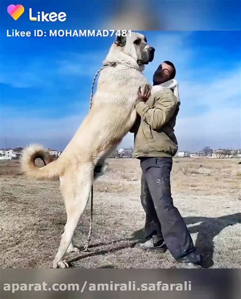 جنگ سگ سرابی با انسان