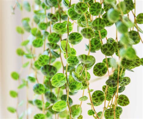 How To Propagate String Of Turtles For More Trailing Plants Homes