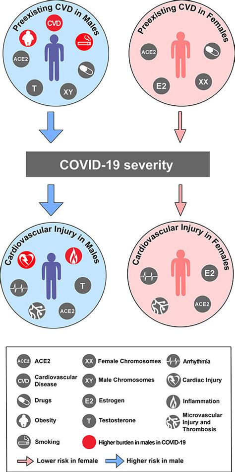 Sex Differences Underlying Preexisting Cardiovascular Disease And
