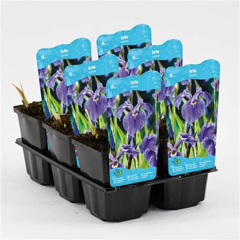 Iris Setosa — Plant Wholesale Floraccess