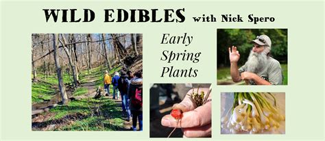 Wild Edibles Early Spring Plants With Nick Spero Natural History Society Of Maryland