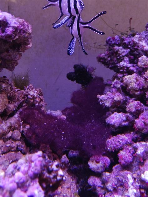 Cotton Candy Algae Reef2reef