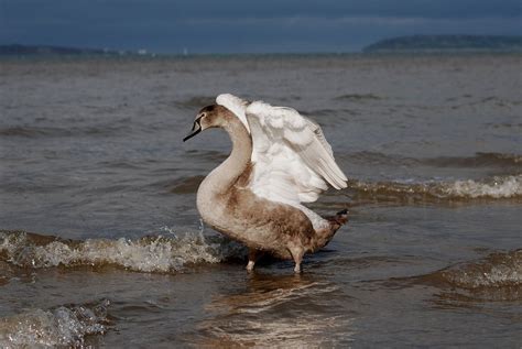 Majestic Grace Jane Anne Chaloner Fine Art Photography United Kingdom