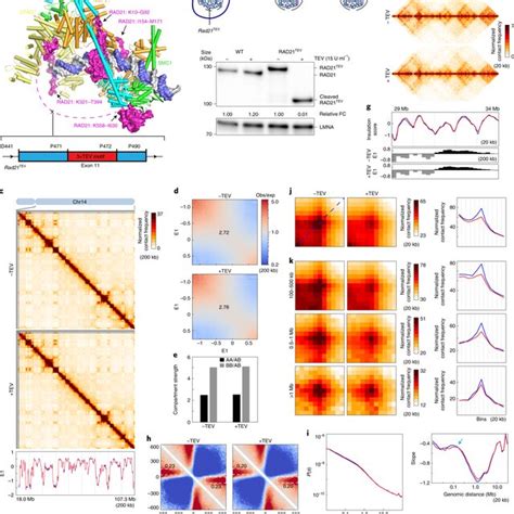 Intra Tad Interactions Remain After Nuclear Expansion And Contraction