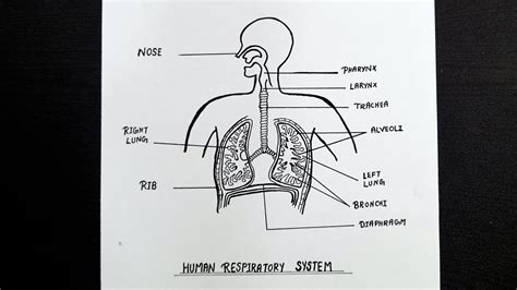 Human Respiratory System Diagram Labelled Diagram Of Respiratory