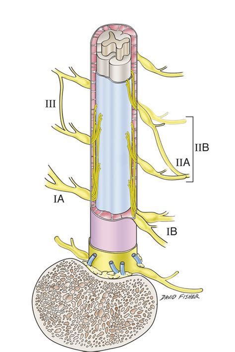 Nerve Root Anomalies With Application To The Lumbar Plexus Neupsy Key