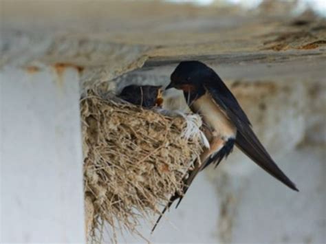 Nhìn thấy chim én đánh con gì may mắn có ý nghĩa gì