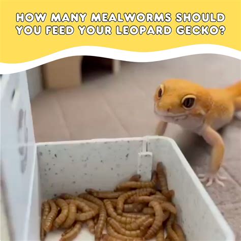 Albino Leopard Gecko 101: What’s the Difference Between Tremper, Bell, – Geckopia