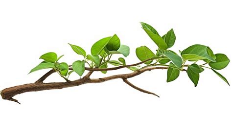 Premium Ai Image Isolated Leaf Stem And Root