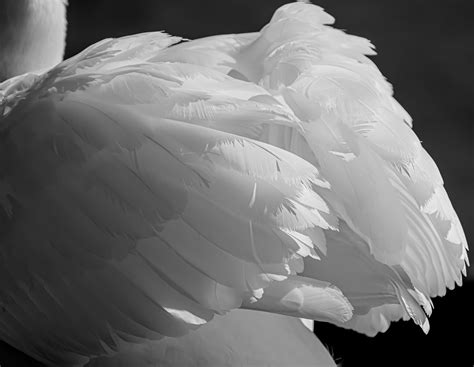 White Bird Wing