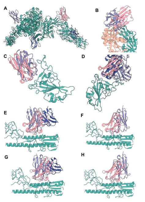 Rfantibody Atomically Accurate De Novo Design Of Antibodies With