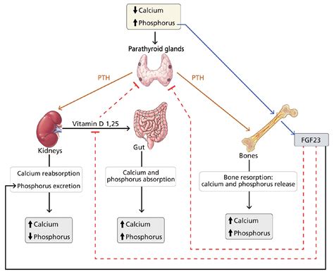 How Does Phosphorus Affect Calcium Absorption 2025 Qaqookingwiki