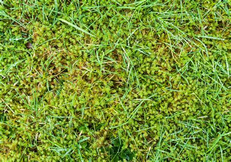 Lawn Care Guide