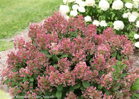 Little Quick Fire Panicle Hydrangea