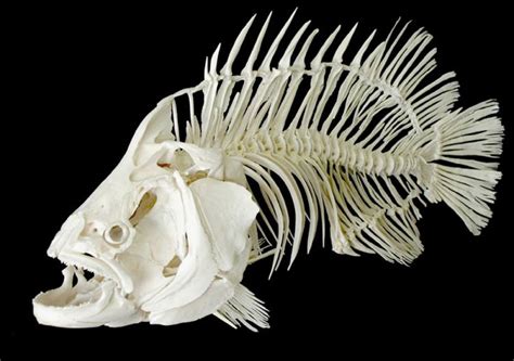 Fish Skulls 01 Tripletail 4 Mod 1000×705 Pixels Skeleton