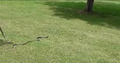 Snake Detector 1 Object Detection Dataset By Olive Snake Detector 1 Object Detection Dataset By Olive