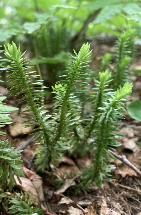 Nature Museum Club Mosses And Their Mighty Ancestors