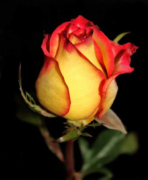 Rosebud Photograph By Cathie Tyler Fine Art America