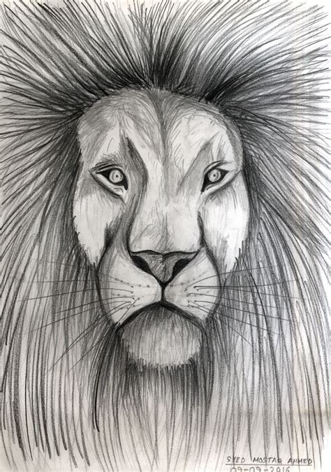 Lion Face Sketch At Explore Collection Of Lion