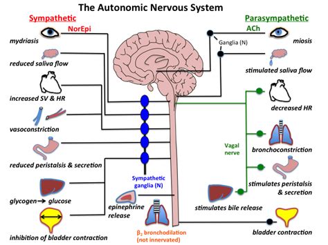 Acetylcholine Neurotransmitter Function