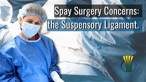 Spay Surgery Concerns The Suspensory Ligament Focus And Flourish