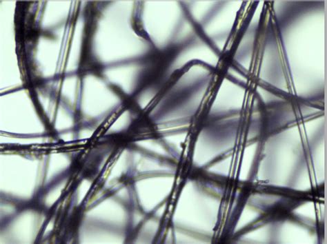 Silk Under The Microscope