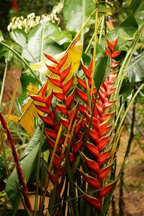 Heliconia Blumenanbau Photos Download The Best Free Heliconia