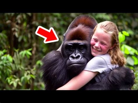 Girl Grew Up With Gorillas And They Met Again In The Jungle 12 Years