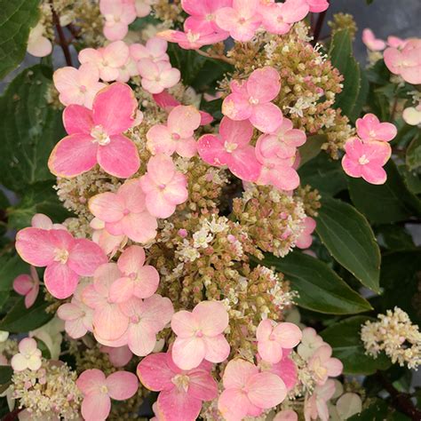 Torch Hardy Hydrangea Plant Addicts