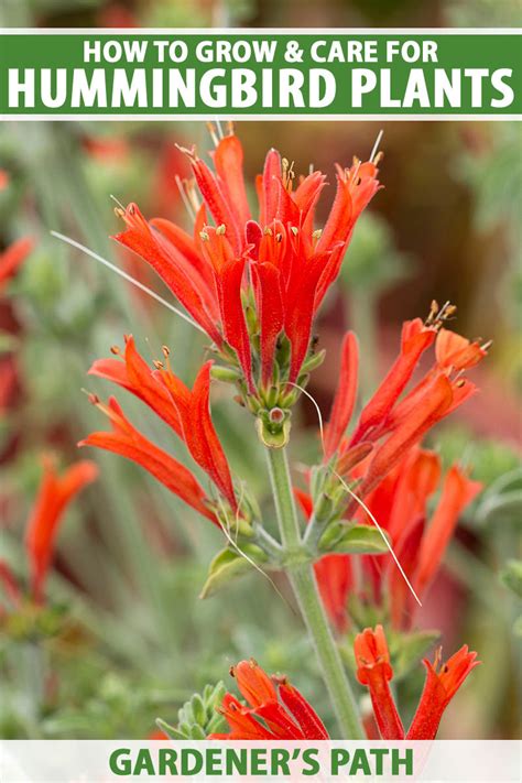 Red Hummingbird Flowers