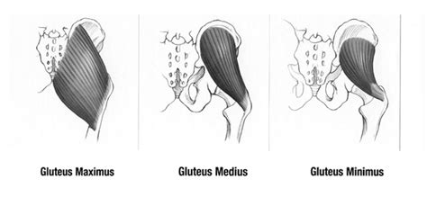 Get To Know Your Glutes