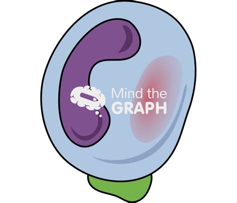 Monocyte Adhered To Epithelium