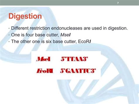 Aflp Amplified Fragment Length Polymorphism Alu Pptx Chemistry
