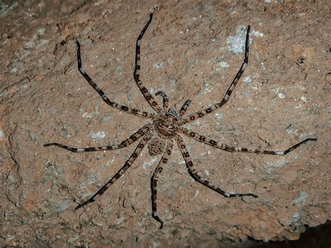 Largest Goliath Birdeater Size 10 Biggest Spiders In The World