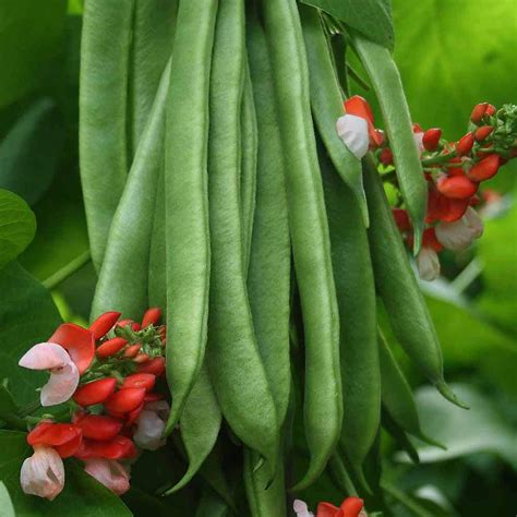 Buy Runner Bean Tenderstar 1 Seed Packet At Bandq